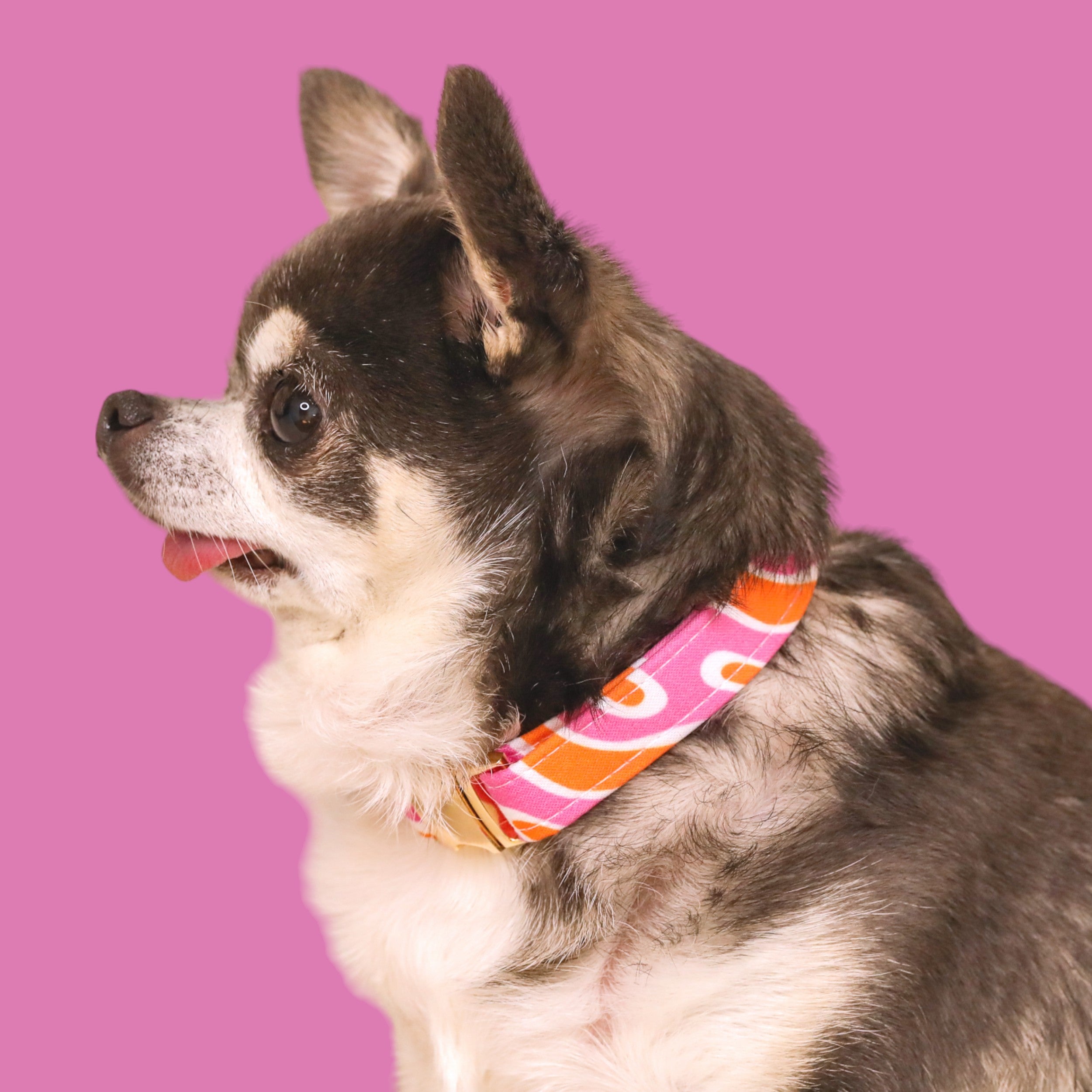 Girly Dog Collars – Piper Blue Pawtique